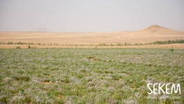 SEKEM Agriculture – SEKEM